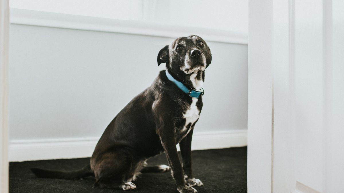 32 tips for taking care of senior dogs | PetsRadar