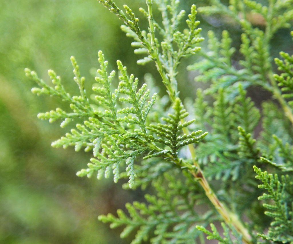 Best trees for water absorption: for wet soil and flooding | Homes and ...