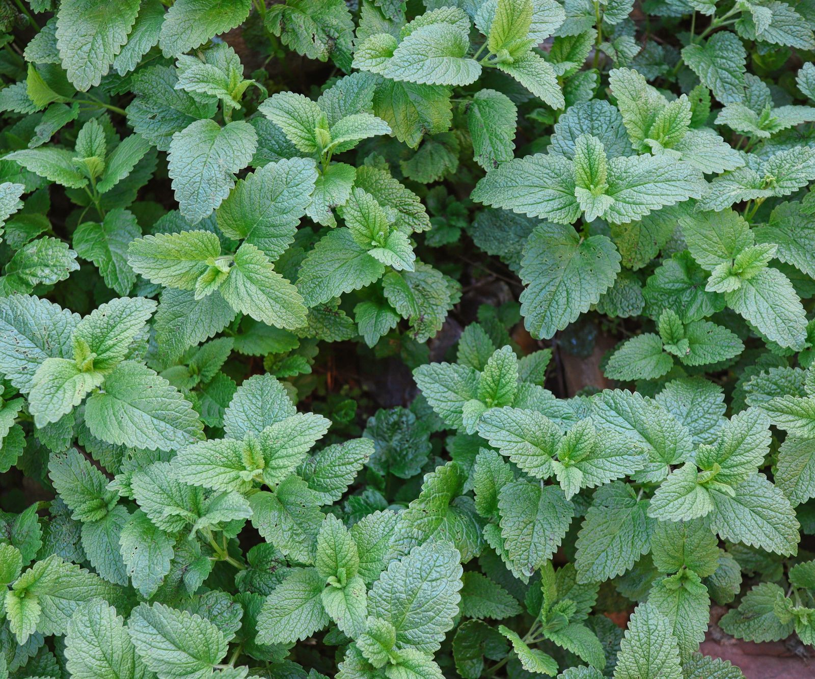 How to grow lemon balm - from planting to harvesting | Homes and Gardens