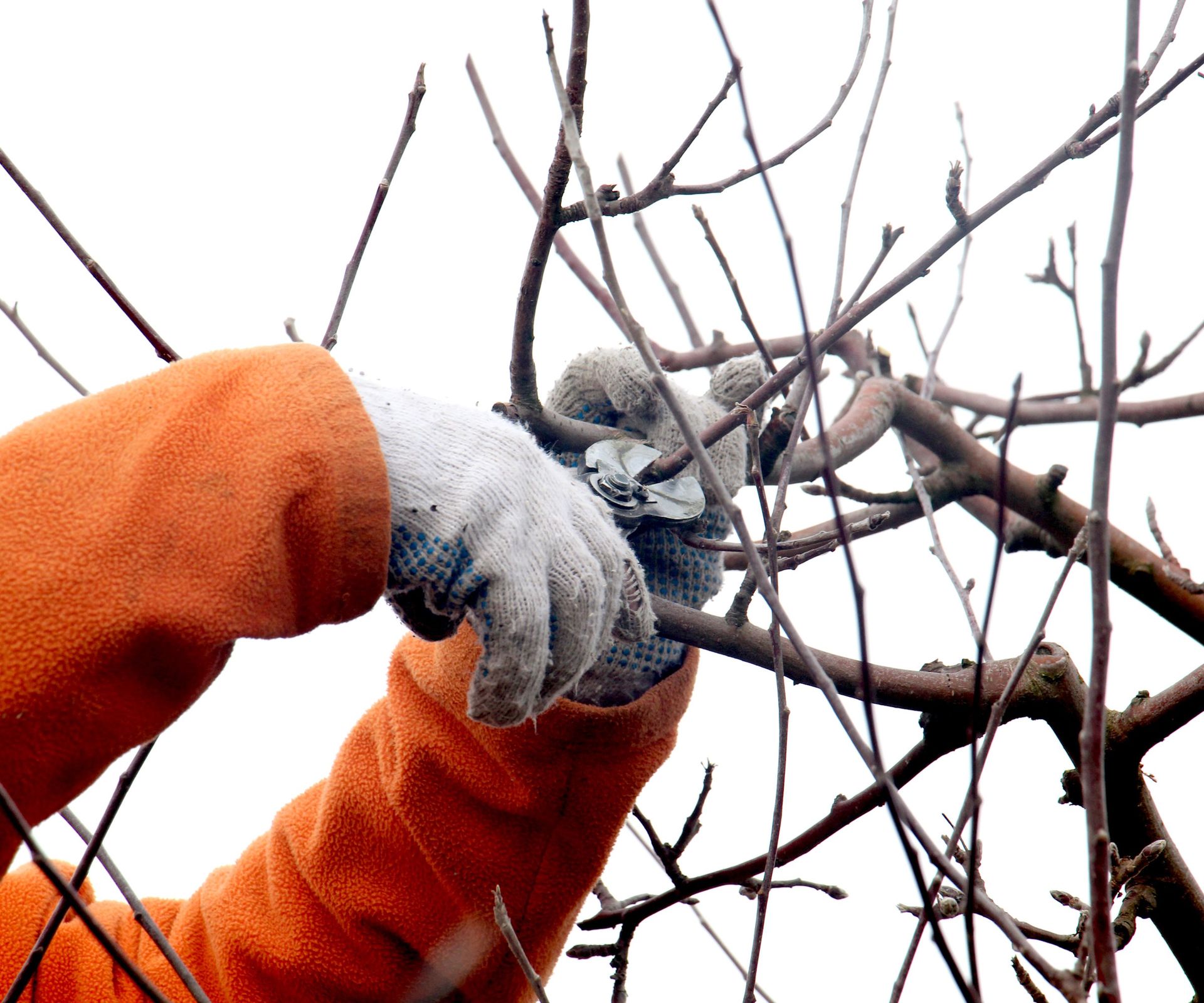 Expert tips for pruning fruit trees in winter correctly | Homes and Gardens