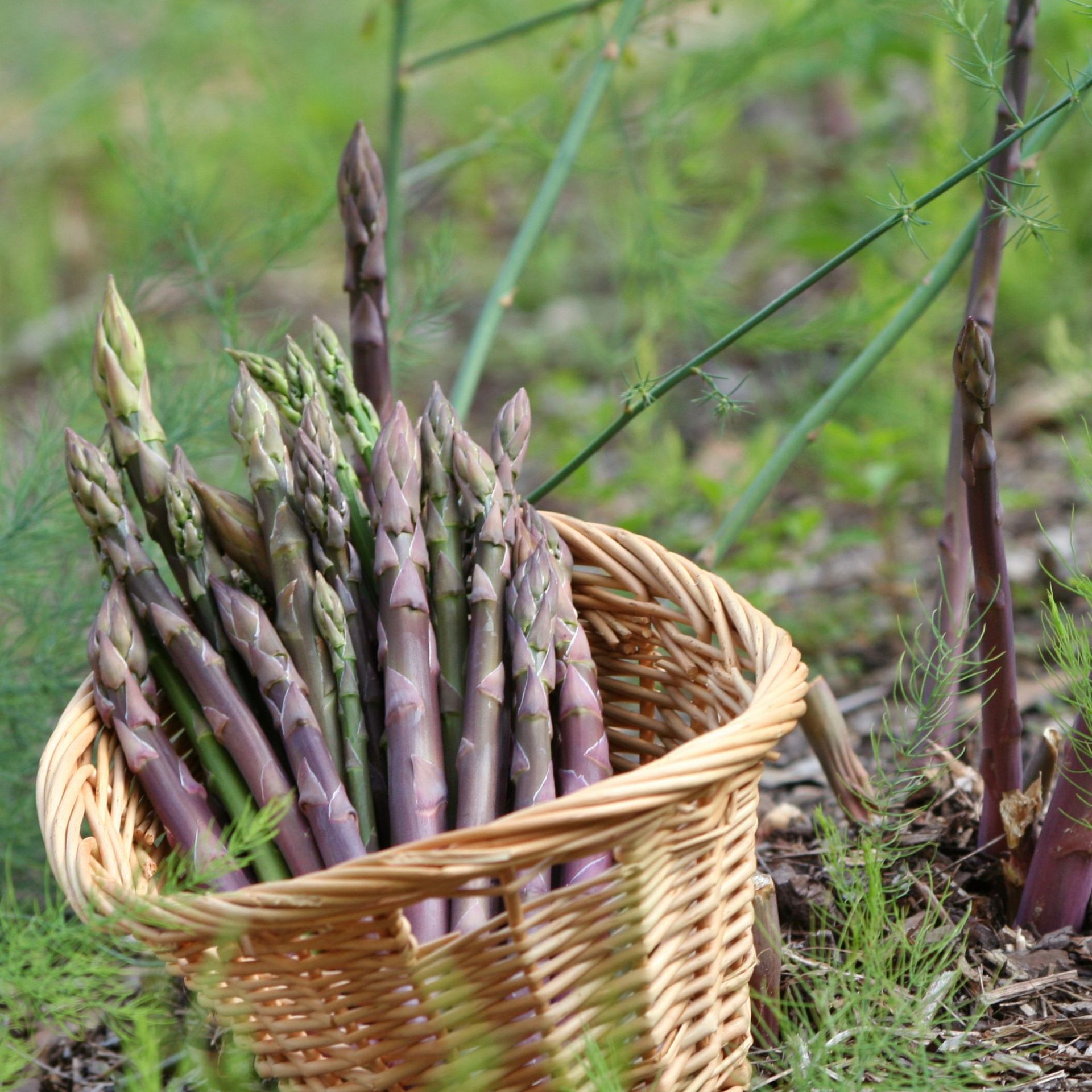 The best drought tolerant vegetables to grow at home | Ideal Home