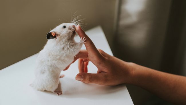 32 low-maintenance pets for busy pet parents | PetsRadar