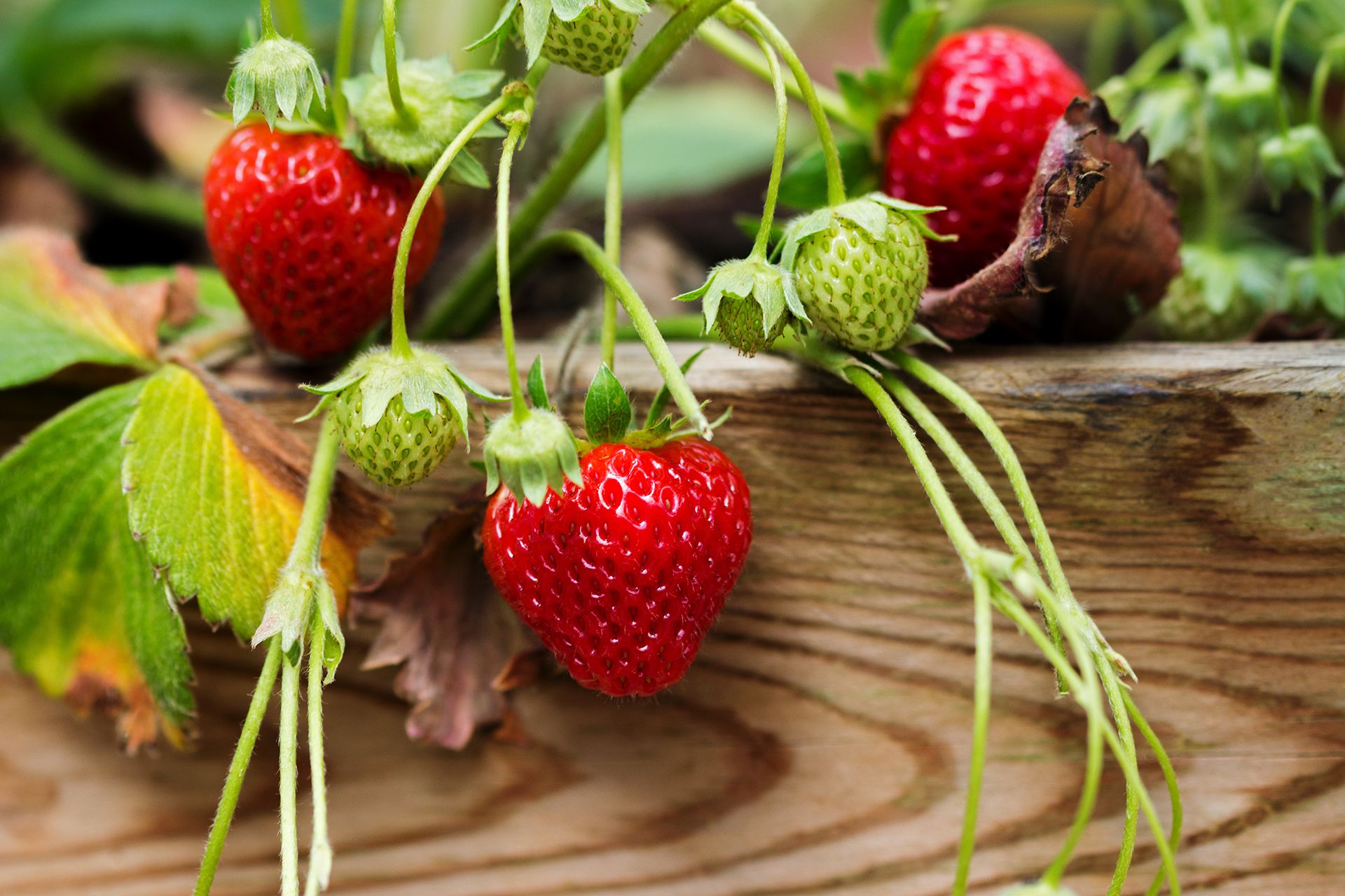 How to winterize strawberry plants | Homes and Gardens