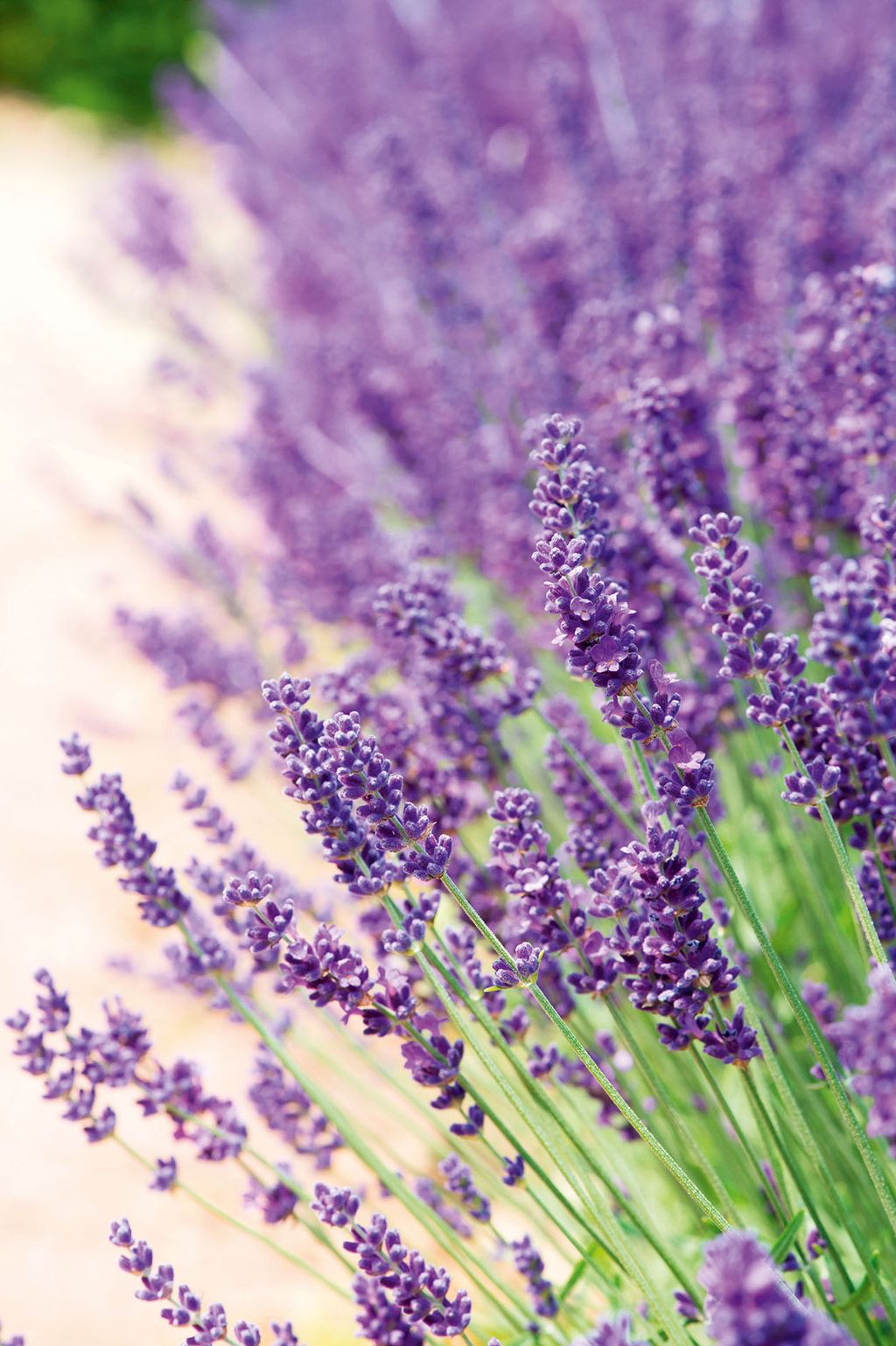 The 12 best flowering shrubs to plant for year-round colour in your ...