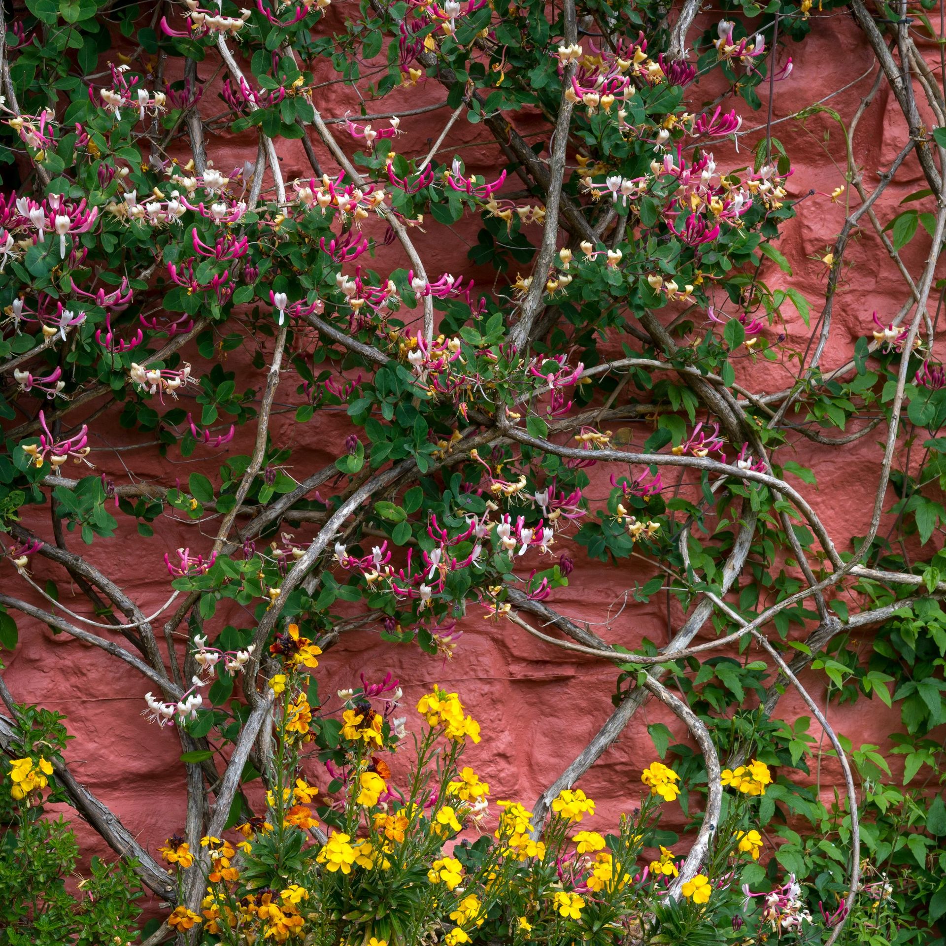 This is how to prune honeysuckle for a thriving plant | Ideal Home