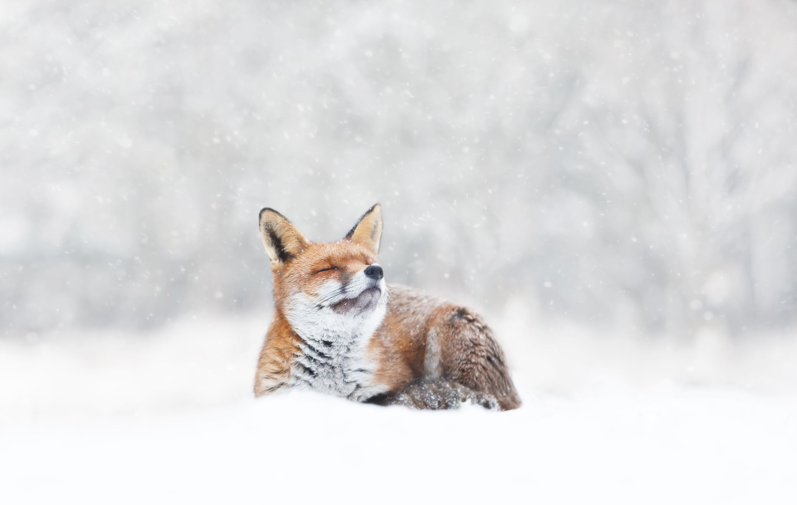 Baby, it’s cold outside (even if you have a natural fur coat): How our ...