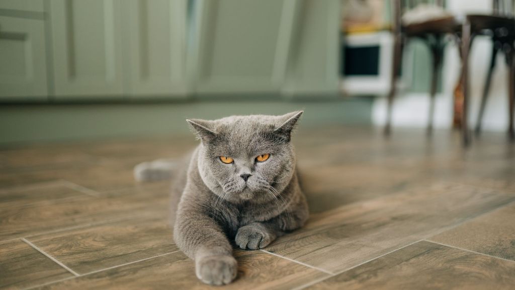 Why is my cat crying? Vet's guide to what it means and what to do ...