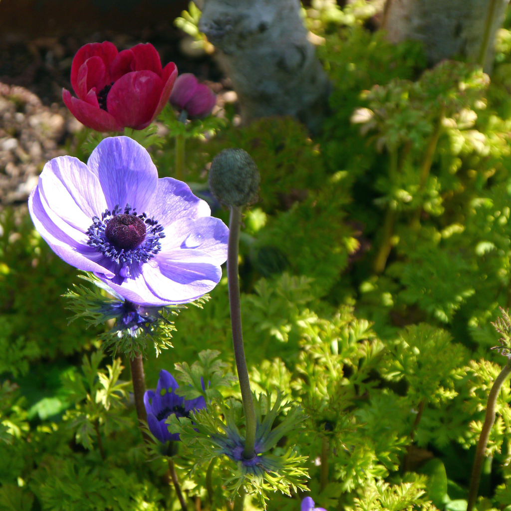How to plant anemone bulbs to ensure springtime colour | Ideal Home