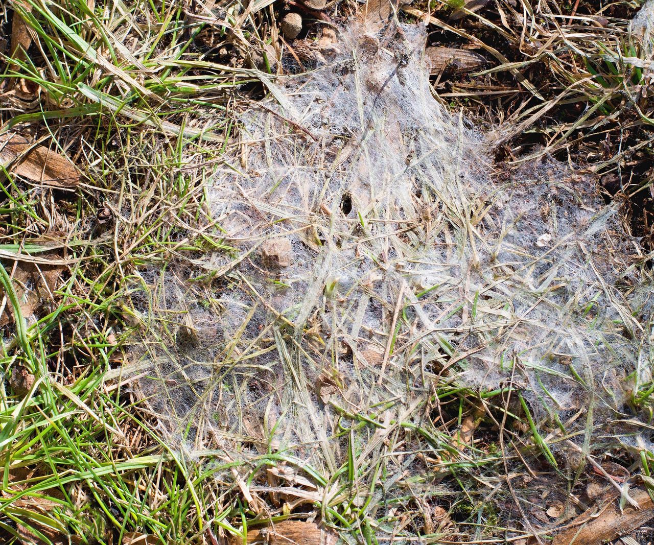 Snow mold on lawns: advice from experts to tackle the issue | Homes and ...