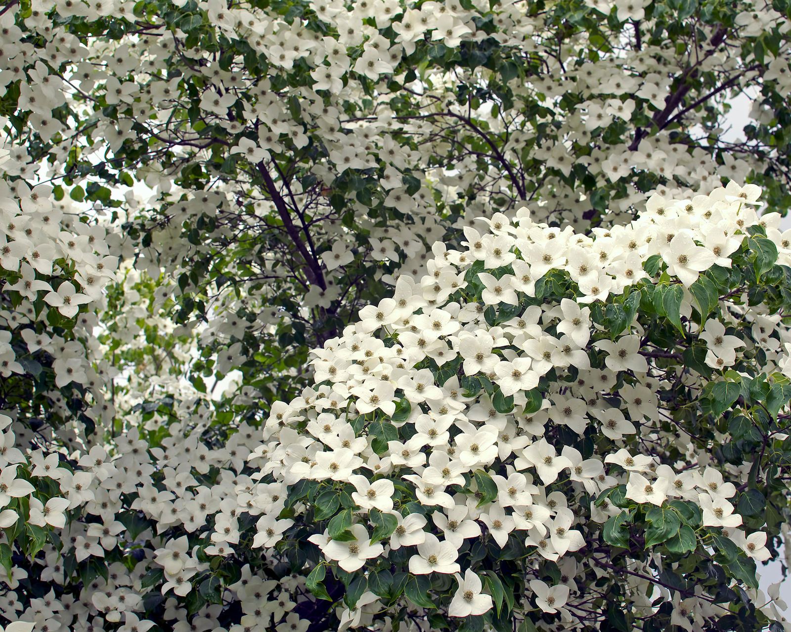 Best backyard trees: 10 choices for yards big or small | Gardeningetc