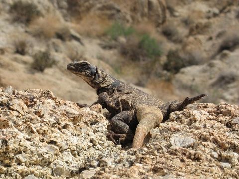 Chuckwalla Photos: Meet this Large, Desert-Dwelling Lizard | Live Science
