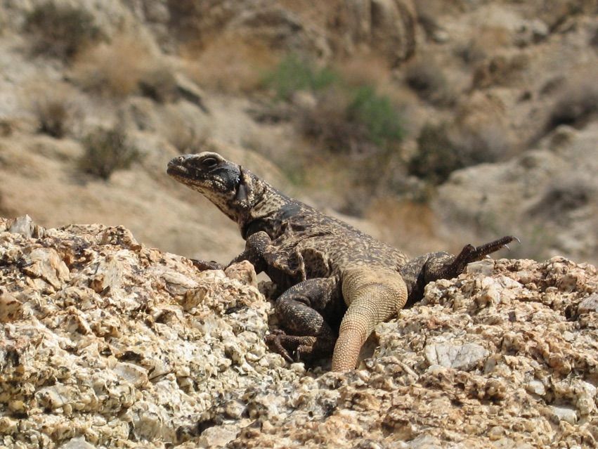 Chuckwalla Photos: Meet this Large, Desert-Dwelling Lizard | Live Science