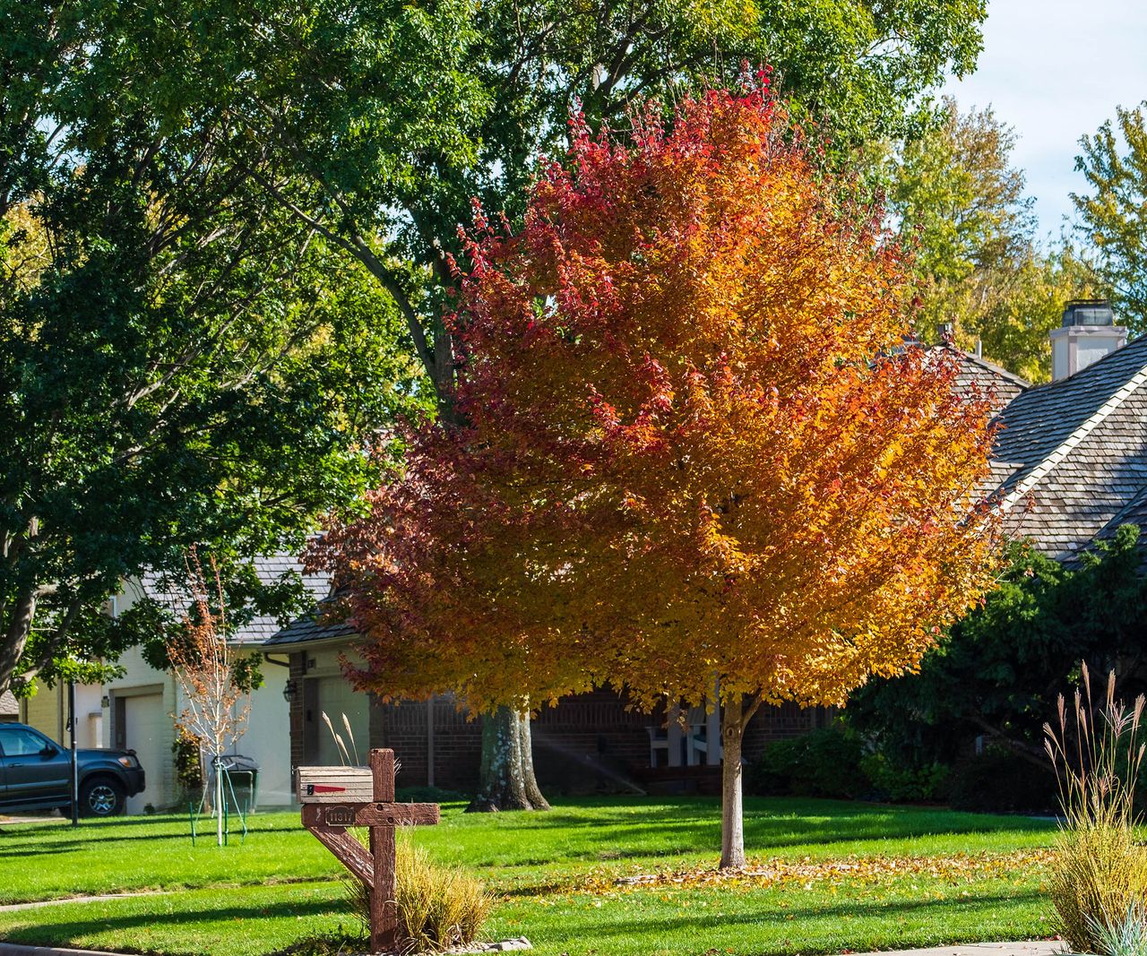 Expert tips on how to choose a tree - 10 key considerations | Homes and ...