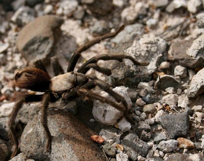 Desert Tarantulas: Photos of the Amazing Arachnids of the Sonoran ...