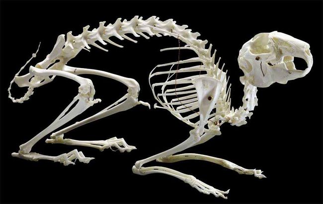 Take an Anatomical Safari: Photos of Inside-Out Animals | Live Science