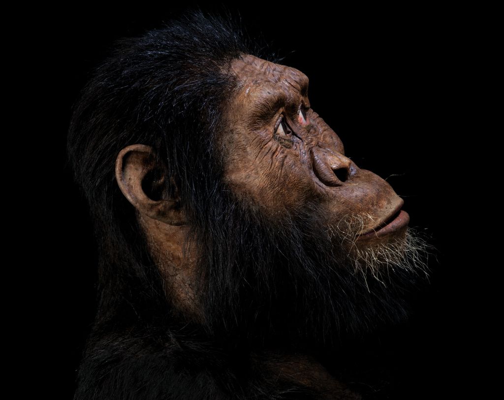 In Photos: A Nearly Complete Human Ancestor Skull | Live Science
