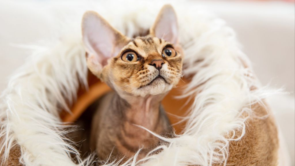 13 rare cat breeds you’ve probably not heard of | PetsRadar