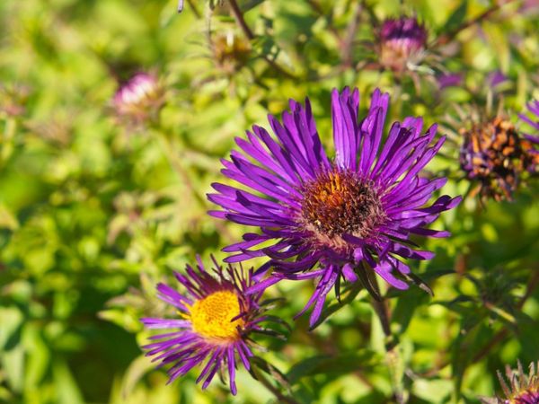 Tips & Information about Asters | Gardening Know How