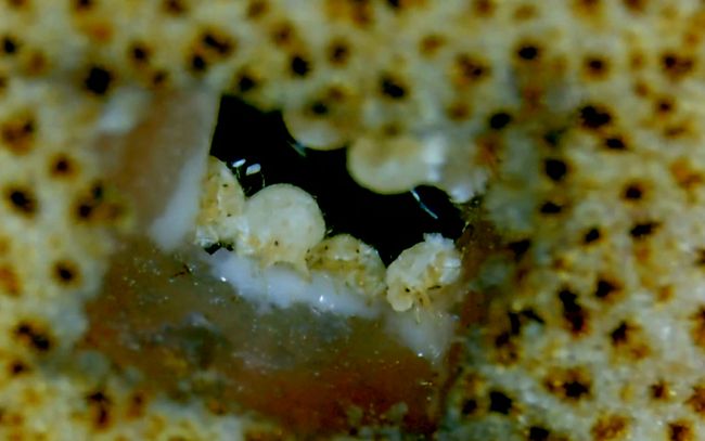 Survival of the Grossest: 8 Disgusting Animal Behaviors | Live Science