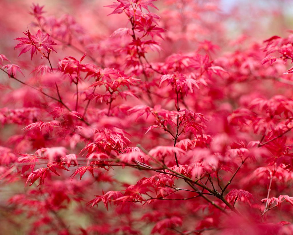9 trees with red leaves for stunning garden color | Homes and Gardens