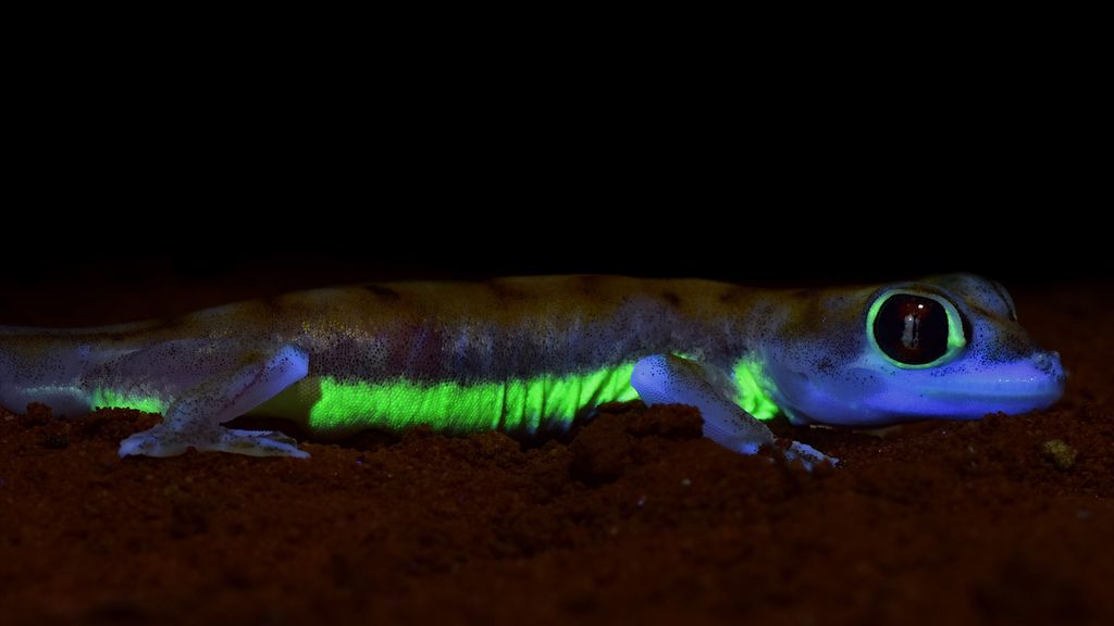 Moonlight makes desert geckos glow neon green | Live Science