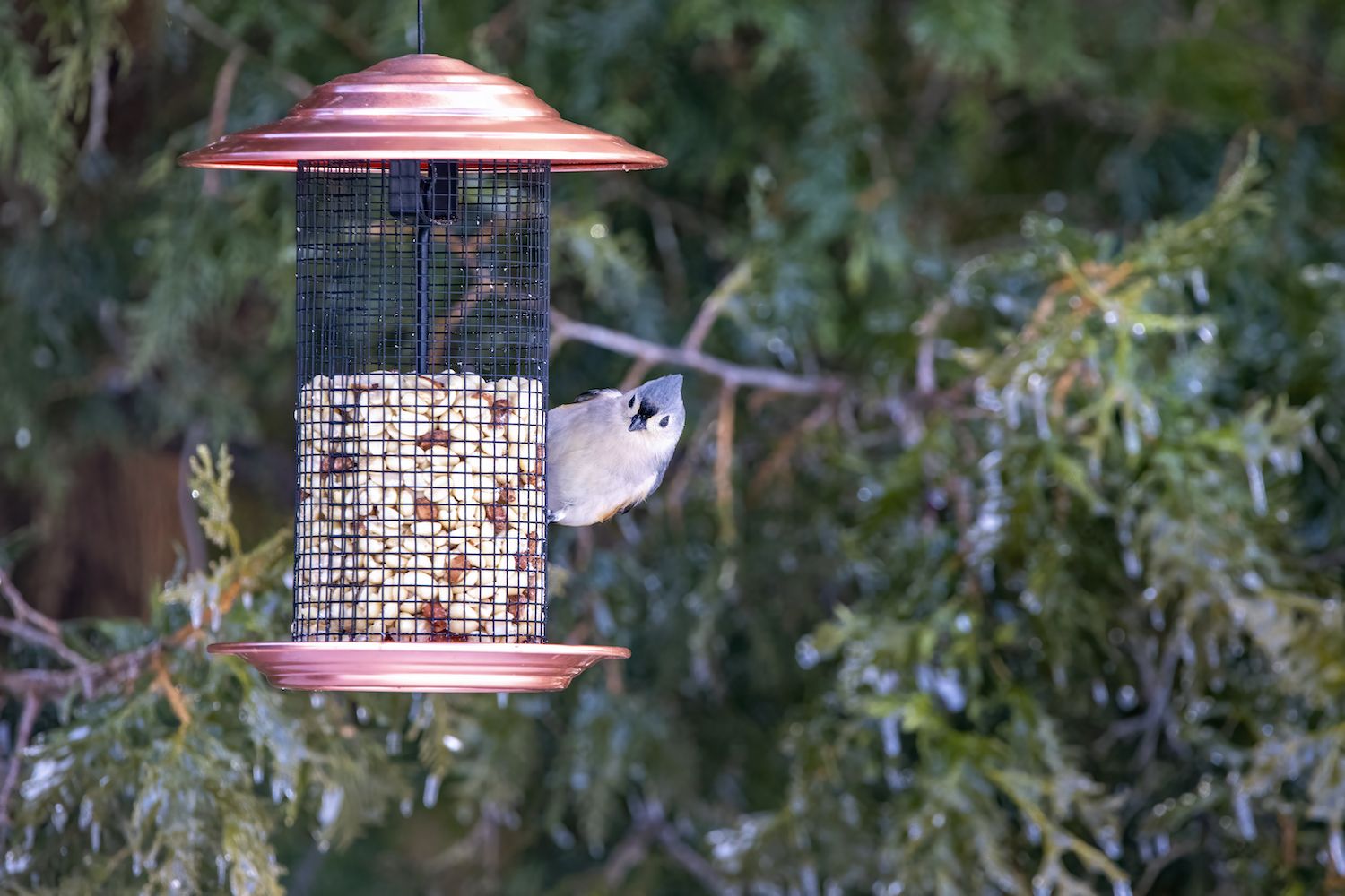 How to stop squirrels going for your bird feeder – 5 tricks that will ...