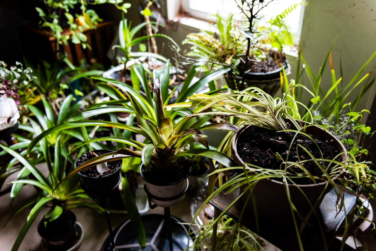 Keeping Plants Over Winter - How To Overwinter A Plant | Gardening Know How
