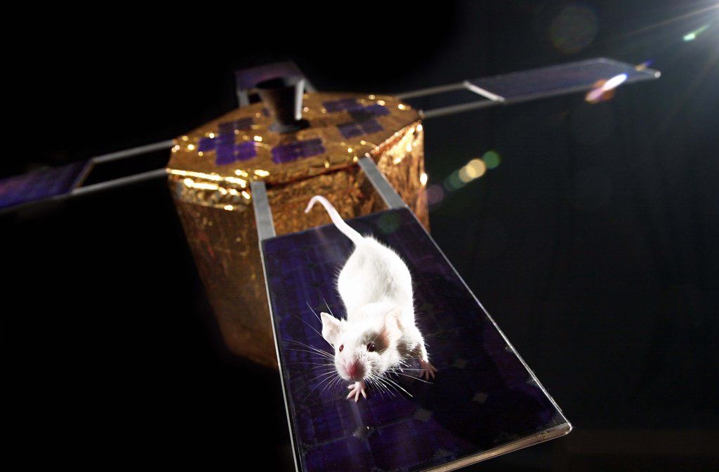 Why Do We Send Animals to Space? | Space