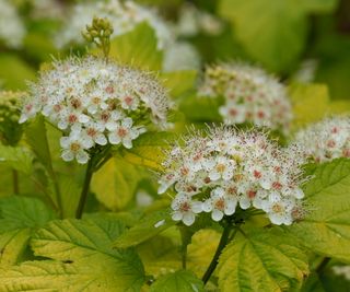 When and how to prune ninebark shrubs correctly | Homes and Gardens