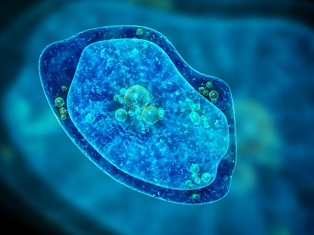 Boy Dies from ‘Brain-Eating’ Amoeba Infection Picked Up in Hot Spring ...
