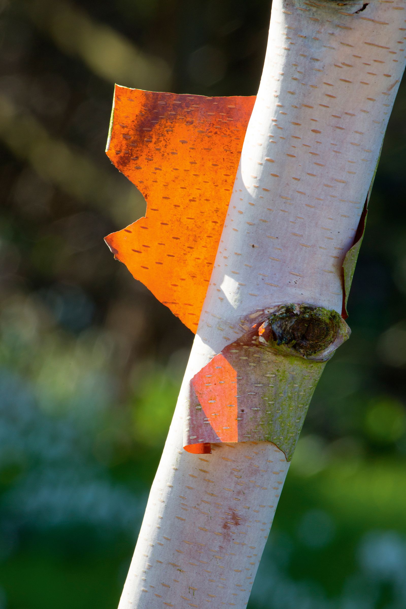 Birch trees: a guide to popular species | Homes and Gardens