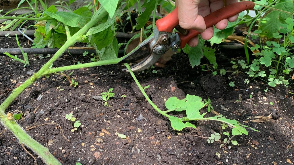 How to prune tomato plants in 3 easy steps | Tom's Guide