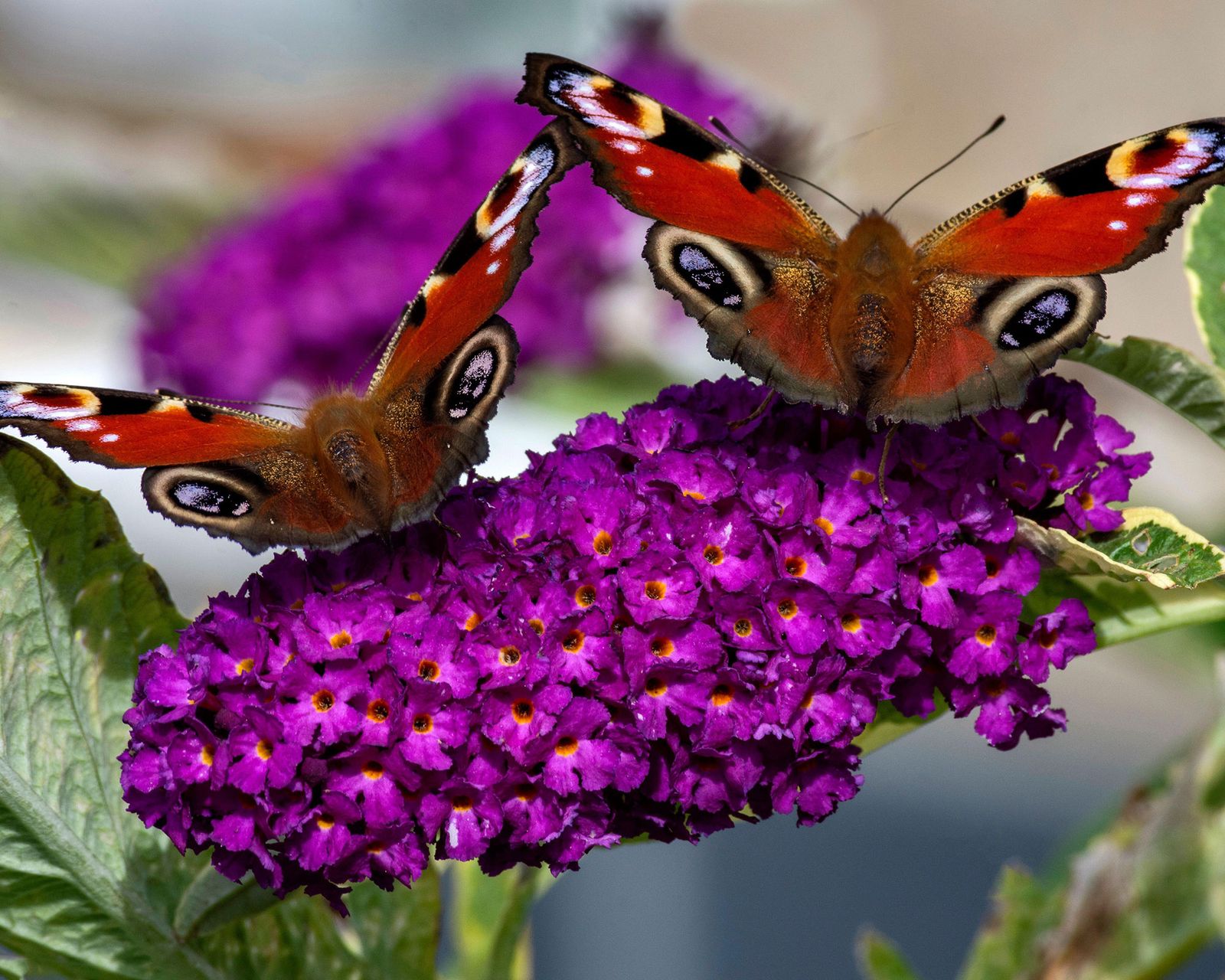 February gardening jobs: 10 must-do tasks for the month | Gardeningetc