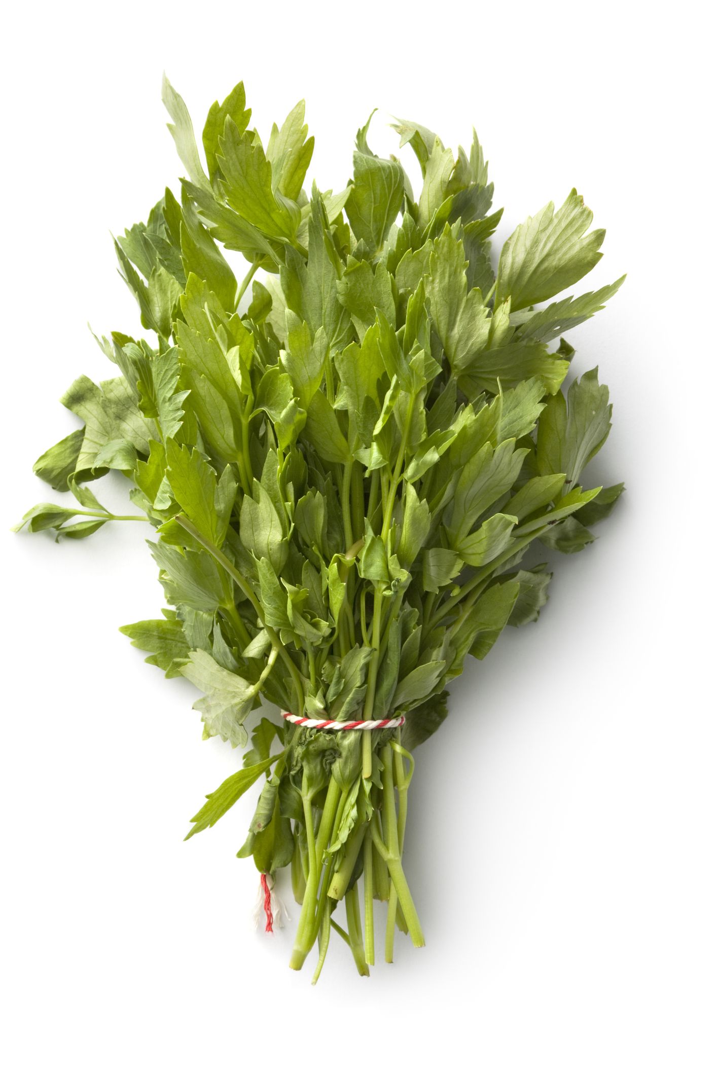 How to grow lovage — and the reasons why you'd want to bother | Country ...