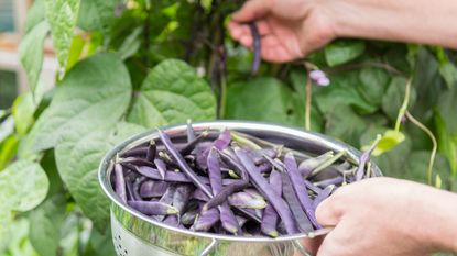How to grow French beans: our complete growing guide | Gardeningetc