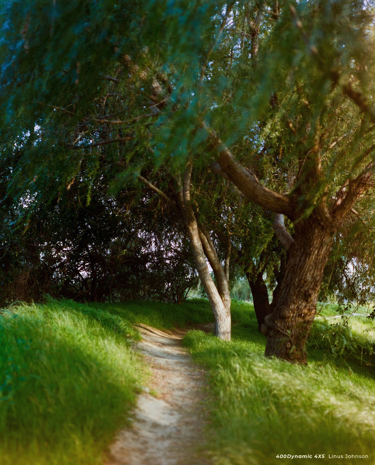 A new large-format film launches as CineStill announces 400D in 4x5 ...