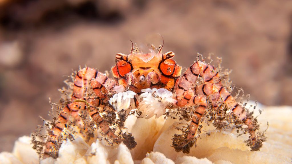 32 non-fish aquarium pets worth checking out for your tank | PetsRadar