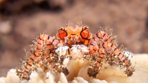 32 non-fish aquarium pets worth checking out for your tank | PetsRadar