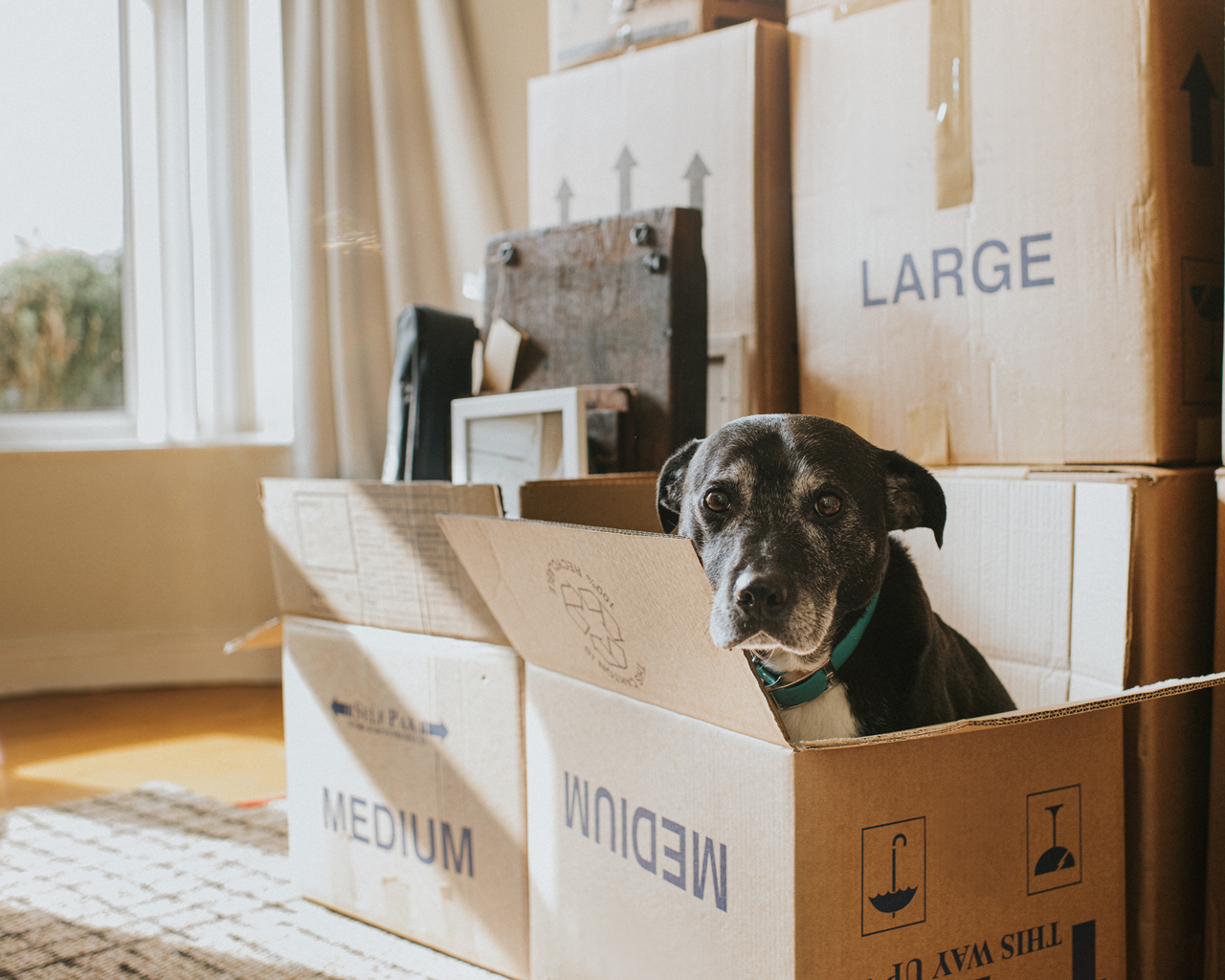 The top most commonly misplaced items during a house move revealed ...