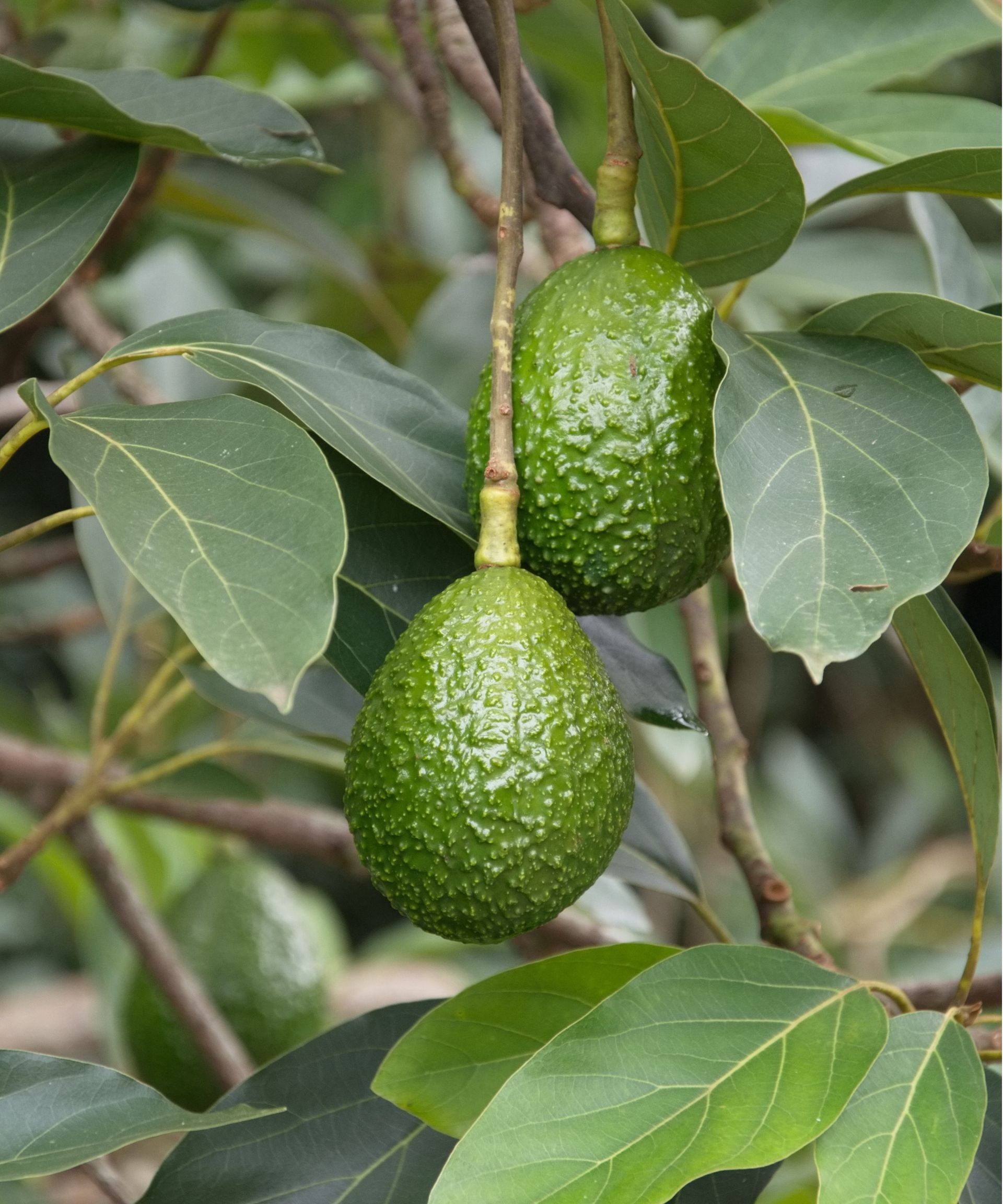 How to protect avocado trees in winter: expert plant advice | Homes and ...