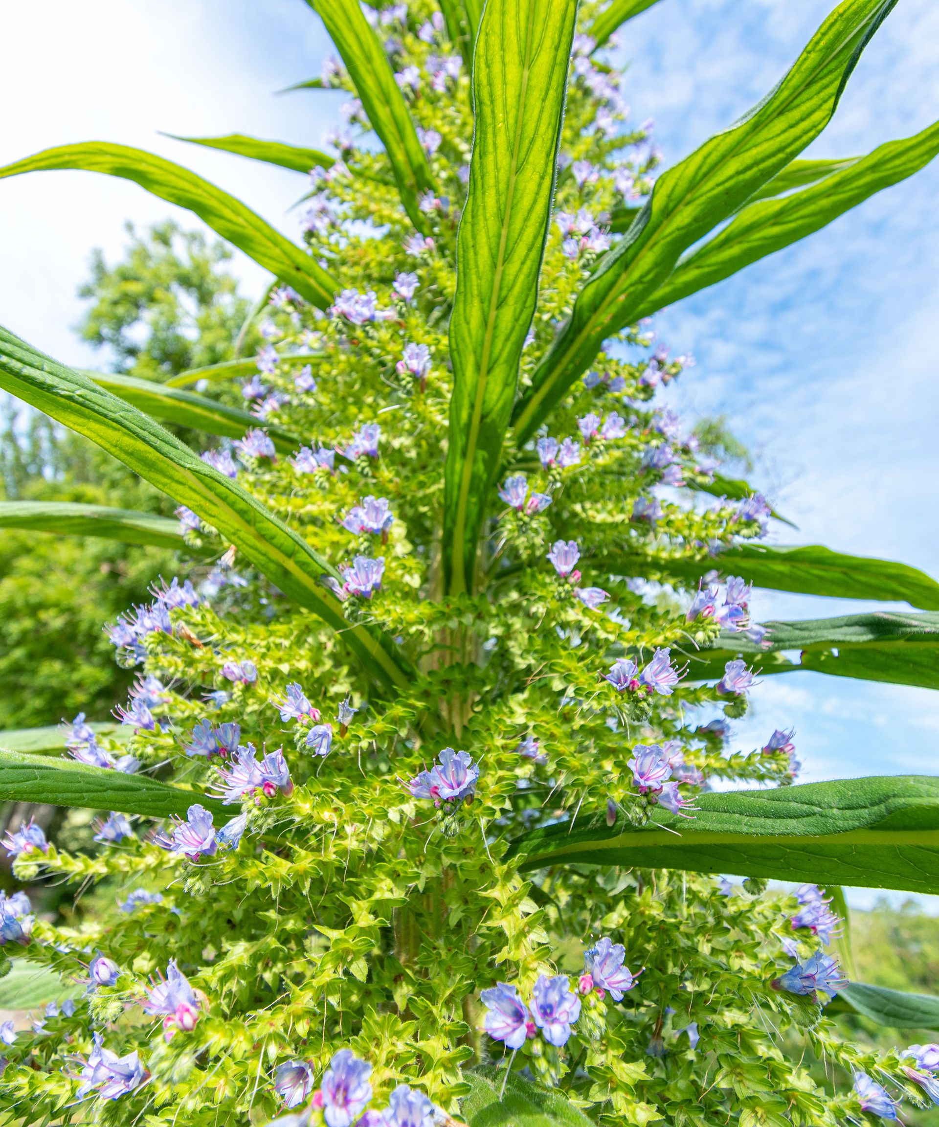 Best coastal plants: 21 top choices that will thrive near the ocean ...