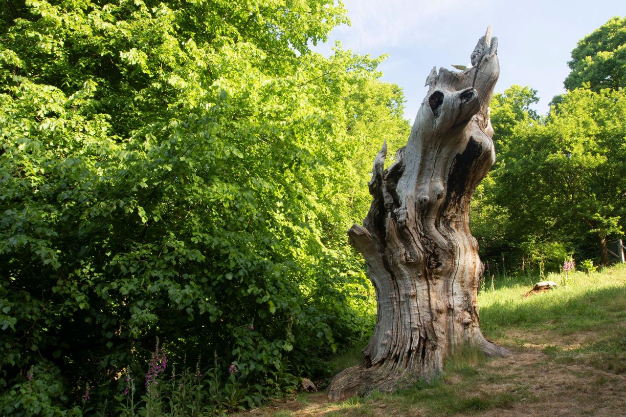 The 10 most famous trees in Britain, and the (often grisly) stories ...