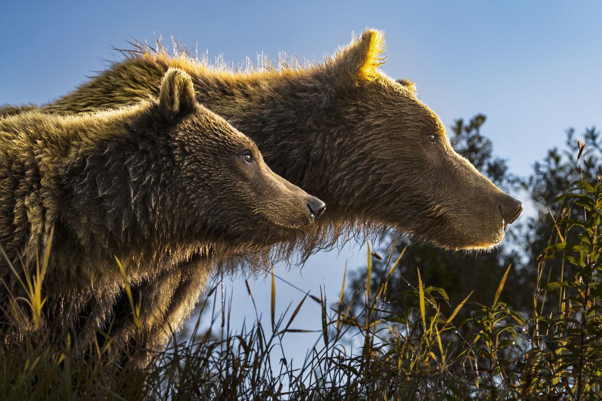 Top nature photographer Paul Nicklen tells all in Masters of ...