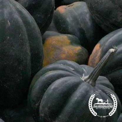 How to grow acorn squash - expert tips for a great crop | Homes and Gardens