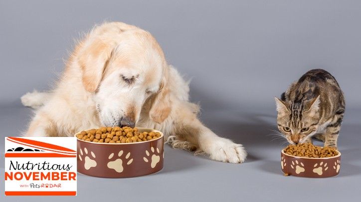 It’s Nutritious November on PetsRadar | PetsRadar