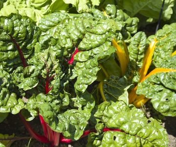 All about when to plant Swiss chard in a vegetable garden | Homes and ...