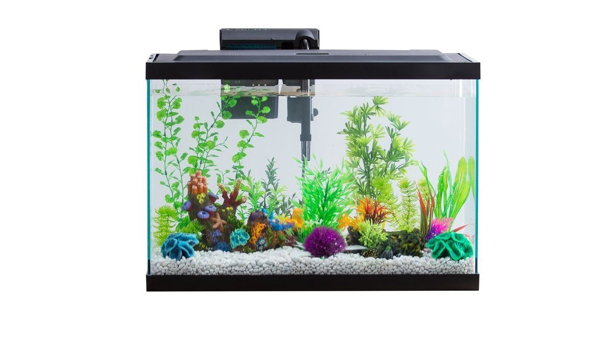 Best tropical fish tanks: Showcase your fish with style | PetsRadar