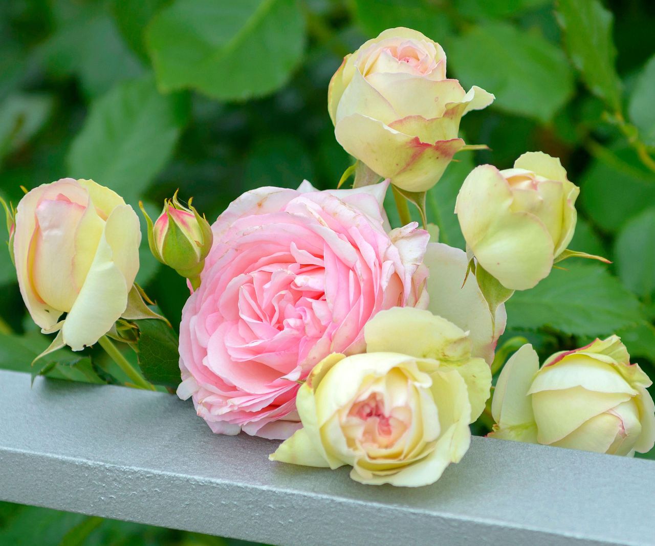 8 Romantic Rose Varieties To Fall In Love With | Gardening Know How