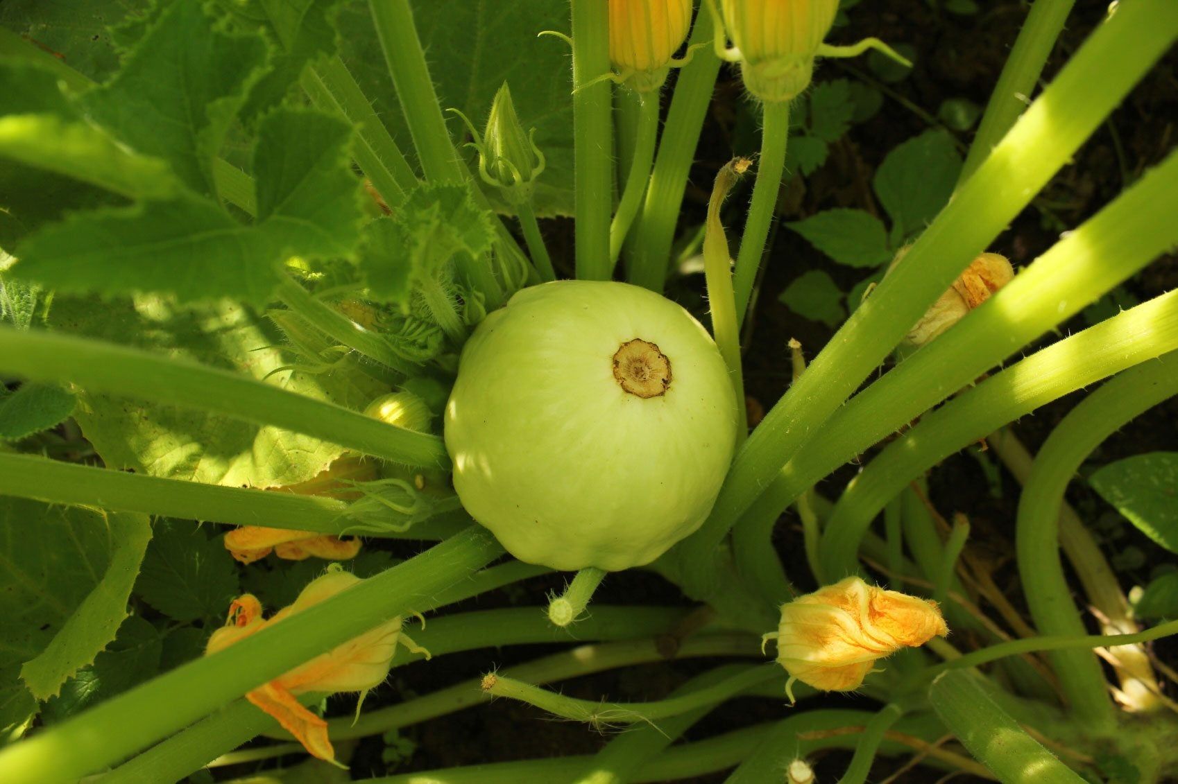 What Is Patty Pan Squash - How To Care For Scallop Squash Plants ...