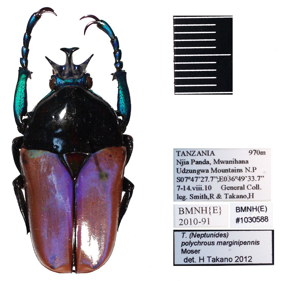 Meet the Beetles: Stunning Museum Specimens from London: Page 2 | Live ...